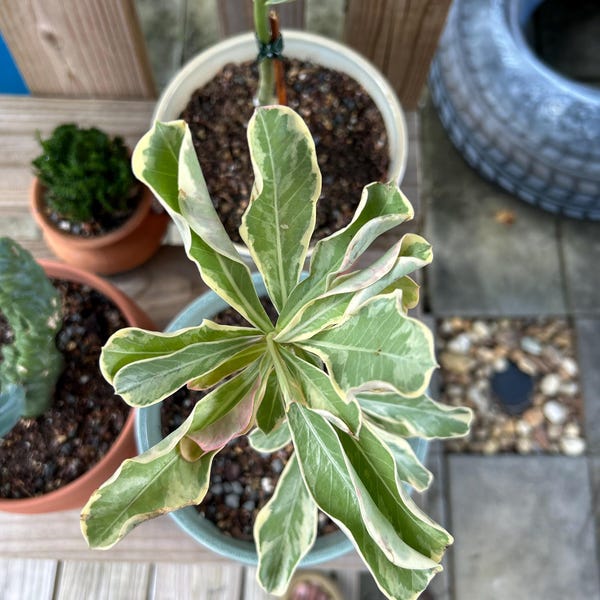 1 Grafted Double "purple Fire" Adenium /desert Rose Plant. 5-7 Inch ...
