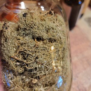 Drf's Crow Reduction Collar Simple, Affordable, Handmade Crow Quieting ...