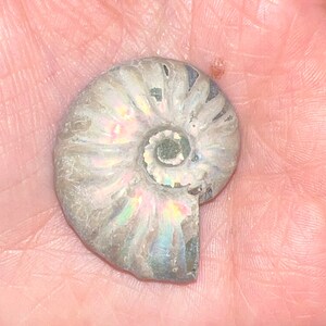 Opalized Ammonite / Fire Ammonite / Ammonite Specimen / Polished ...