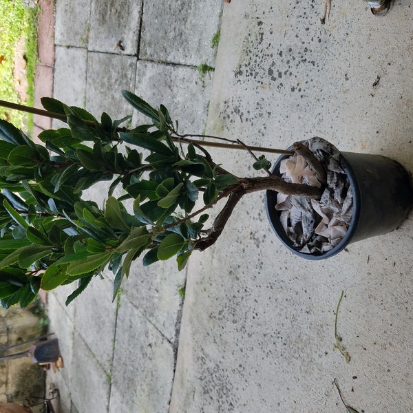 Dwarf Marina Strawberry Tree-1ft Tall Ship in 6" Pot - Etsy