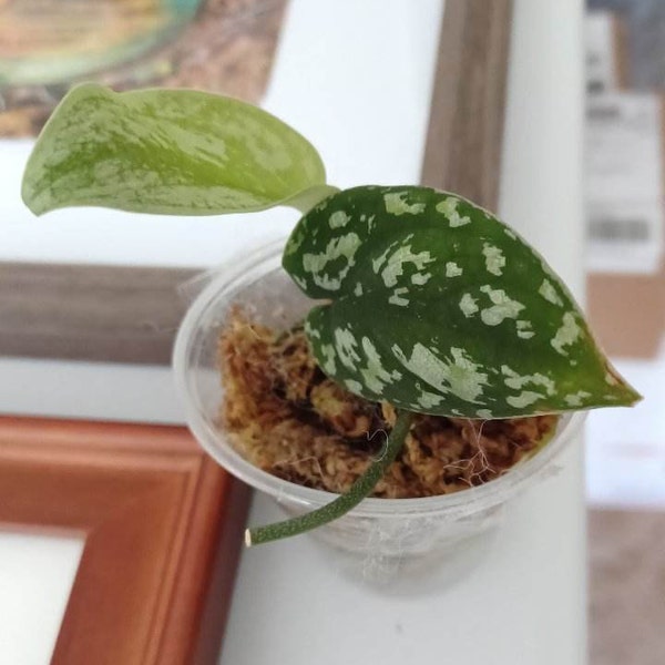 RARE Scindapsus Tricolor Mature 3-leaf *US Seller* - Etsy