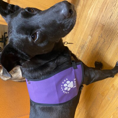 Emotional Support Cat Vest - Etsy