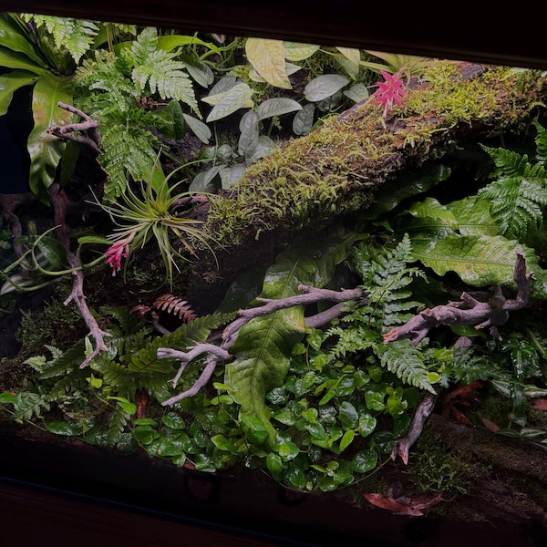 Windy Pods for Shrimp, Fish, Aquariums Craft Supplies Botanicals - Etsy