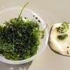 Mini Pellia (coral Moss) Live Plant 2" X 2" Riccardia Chamedryfolia - Etsy
