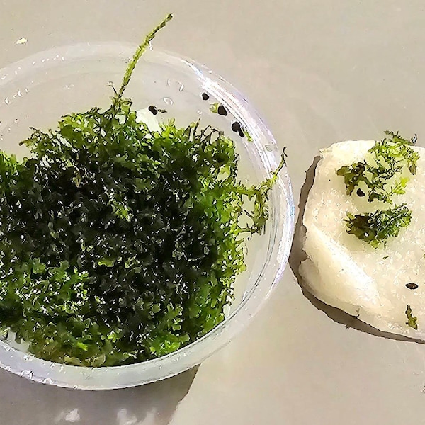 Mini Pellia (coral Moss) Live Plant 2" X 2" Riccardia Chamedryfolia - Etsy