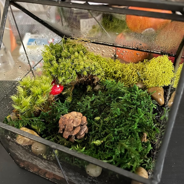 THE Kit - DIY Terrarium Kit - All You Need is the Container - Etsy