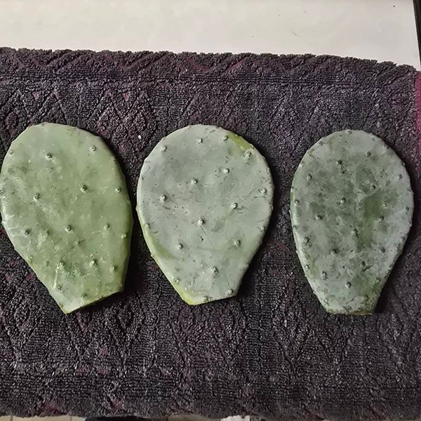 3 Small PADS! Spineless Thornless Edible Nopales Prickly Pear Cactus ...