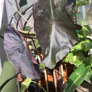 Bambusa lady Finger Clumping Non-invasive Bamboo Plant - Etsy