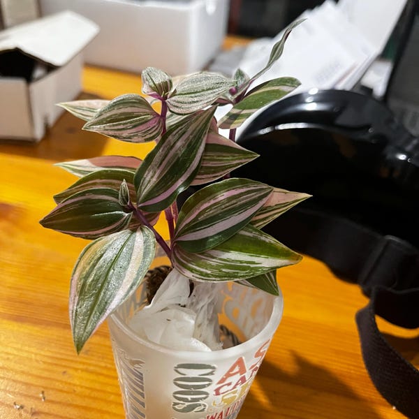 Tradescantia Blossfeldiana Aurea limelight - Etsy