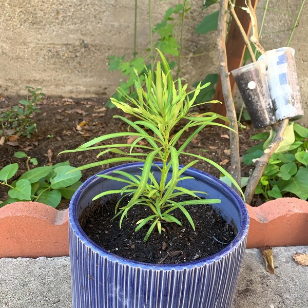 Starter Podocarpus Macrophyllus Maki Tree Outdoor Plant Landscape Live ...