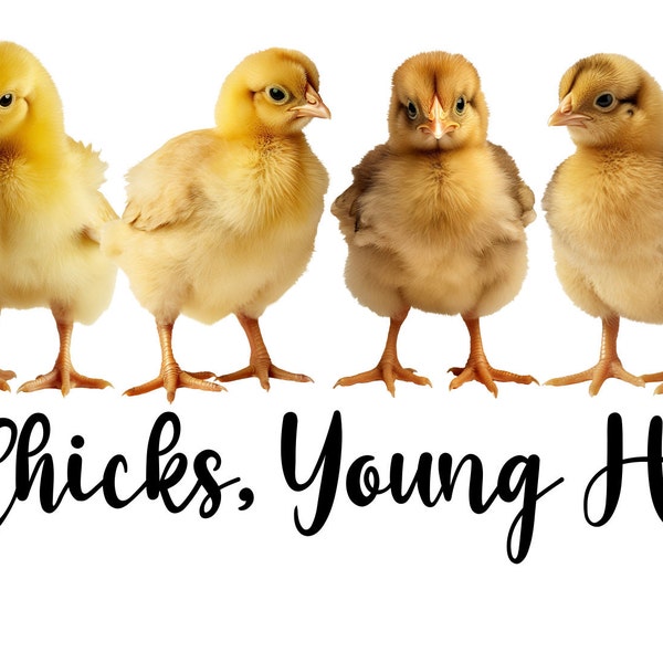 PNG CLIPART, Baby Chicken Overlays, Scrapbooking. Photography, Photo ...