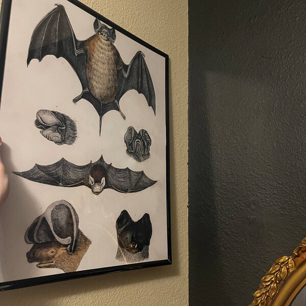 Vintage Bat Chart | Moody Vampire Victorian Dark Cottagecore Printable ...