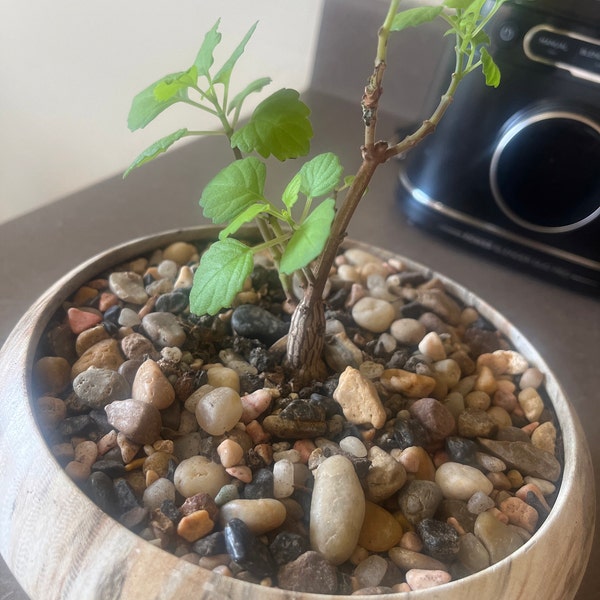 Bonsai Mint plectranthus Ernstii Caudex - Etsy