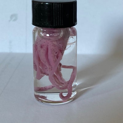 Real Cute PINK Cuttlefish in a Jar Wet Specimen Squid - Etsy UK