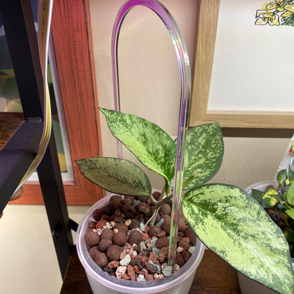 Arch Acrylic Plant Trellis Supports (set of 2) / Rainbow Plant Trellis ...