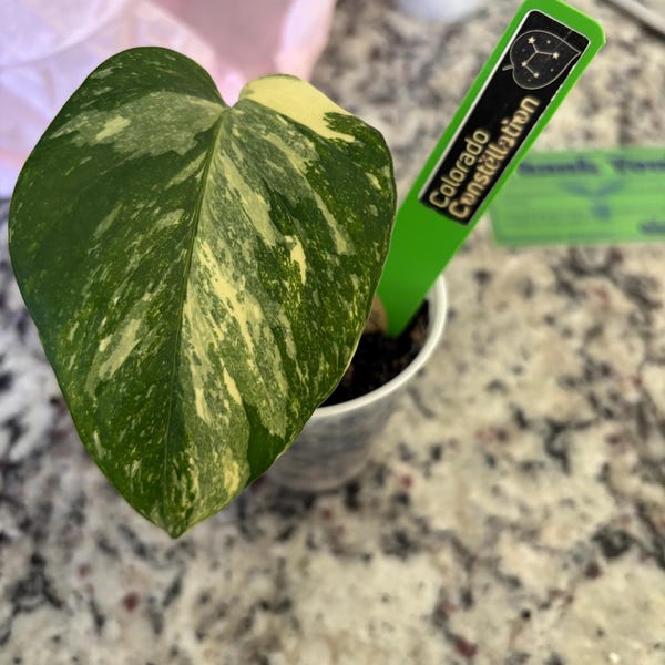 Cebu Ghost 2 Wet Sticks | NODES | Unrooted | Epipremnum Cebu Blue Ghost ...