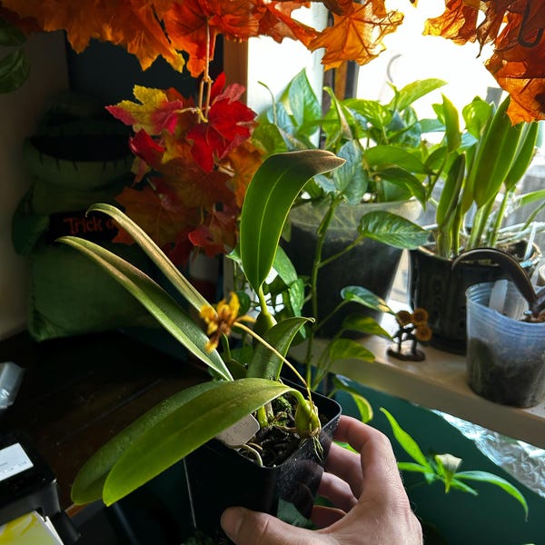 Rlc. Sung Ya Green 'mailman' 2.5 Pot - Etsy