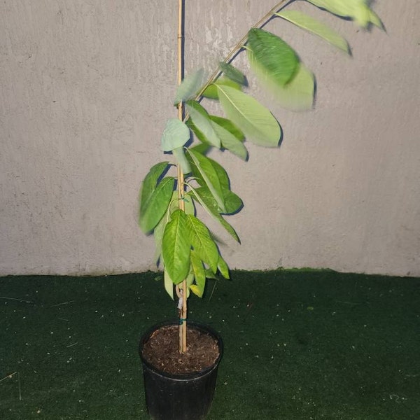 Geffner Atemoya 1 Plant - 2 to 3 Feet Tall - Ship in 3gal Pot - Etsy