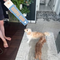 No Day Skinny Dip Sign, Poolside Sign, Funny Swimming Rules, Adult ...