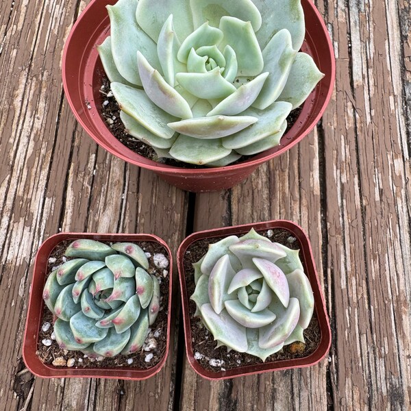 Succulent Mothers Day Gift Box Custom Personalized Card 8 Live ...