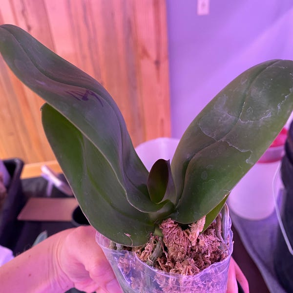 In Spike! Phal. Bellina Pink X Sib, Very Pretty and Fragrant - Etsy