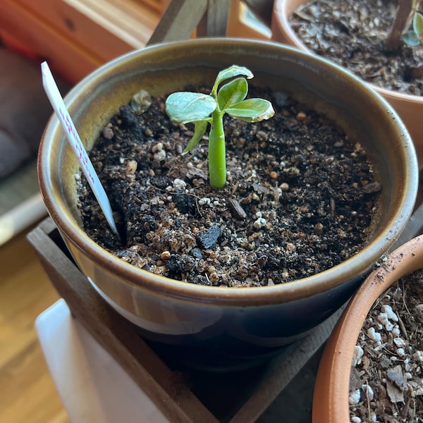 Desert Rose Picotee Aka Adenium Obesum Starter Plant (ALL STARTER ...