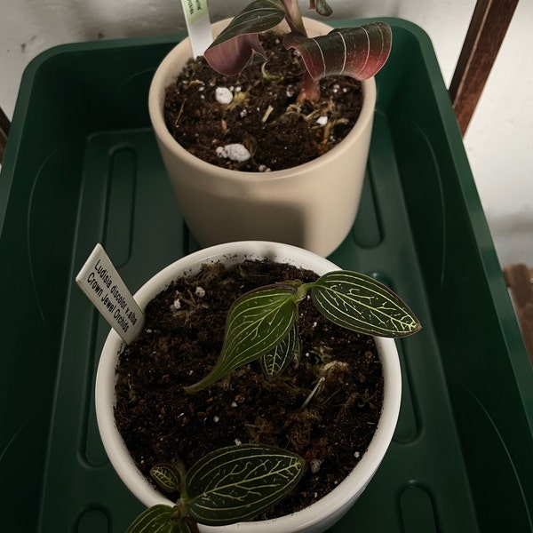 Large Size Jewel Orchid, Ludochilus 'sea Turtle', Live House Plant ...