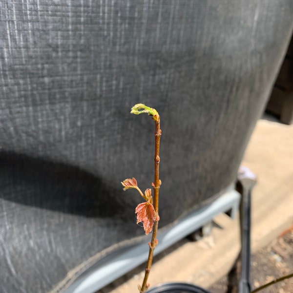 5 Red Maple Bare Root (acer Rubrum) - Etsy