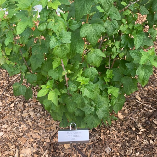 All Weather Tags for Trees or Shrubs | Custom Engraved UV Resistant ...