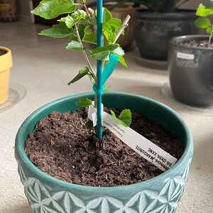 CORNUTIA GRANDIFLORA Tropical Jamaican Lilac Live Plant Bush Showy ...