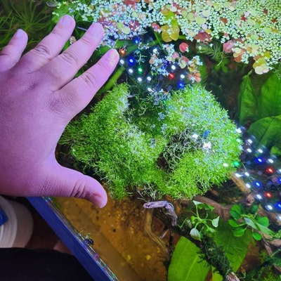 Shipping Upgrade Buyer Appreciation Listing Etsy