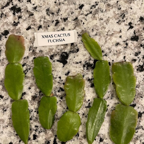 Jungle Cactus Collection Holiday TRUE Christmas Cactus Schlumbergera ...