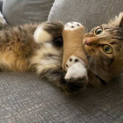 Catnip Cannoli Cat Toy - Etsy