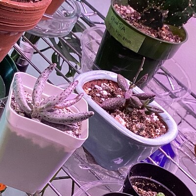 Plant 1 Dinteranthus.vanzylii L.lesliei Dinterops stonesthrow - Etsy