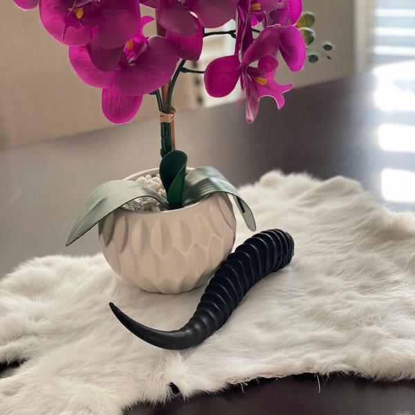 Real Springbok Horns - Large Horns From Springbok Skull - Etsy