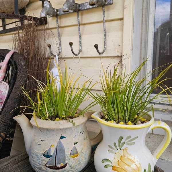 Acorus Gramineus 'minimus Aureus' | Dwarf Golden Sweet Flag Grass ...