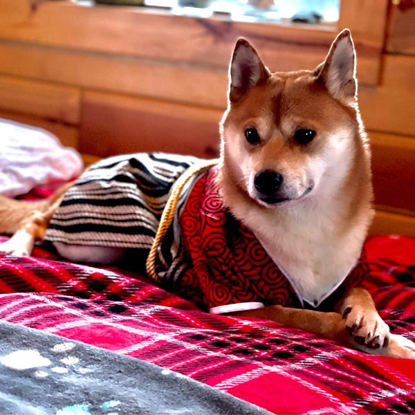 Dog Japanese Warrior Kimono - Etsy