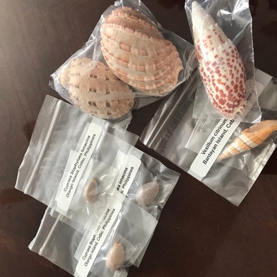 Pearled Polished Abalone Haliotis Shells 2-1/23 - Etsy