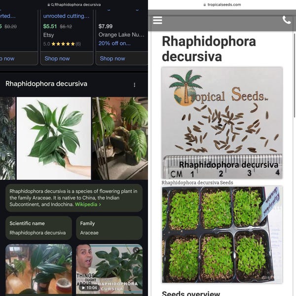 Radish Rambo-sprouting Seeds for Microgreens Organic and Non GMO Choose ...