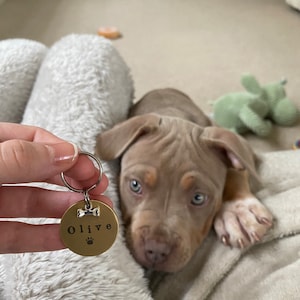 Personalised Dog Tag help Me Find My Humans - Etsy