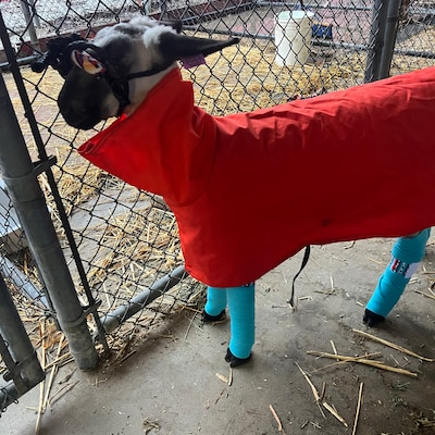 Sheep Leg Wraps, Goat Leg Wraps, Mini Horse Leg Wraps, Serape Cheetah ...