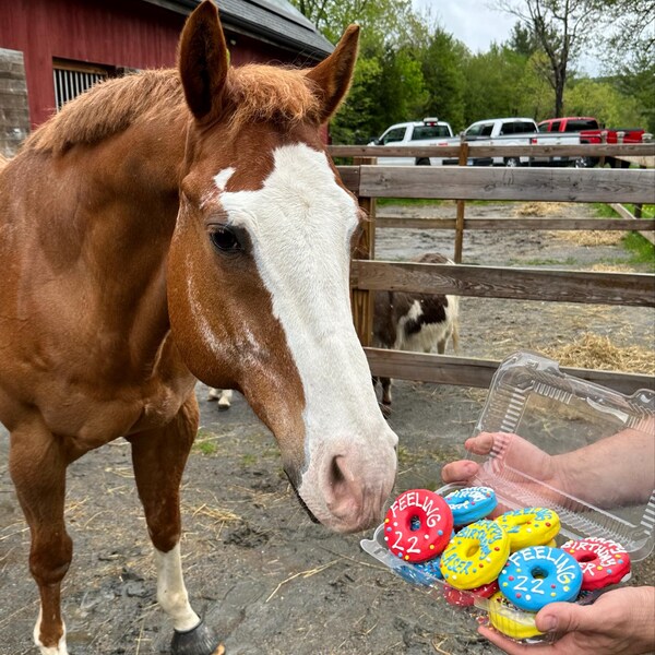 Festive Gourmet Dog, Horse & Cow Donut Treats Birthday, Gotcha Day, You ...