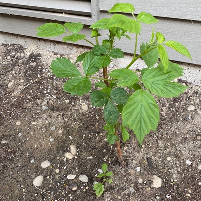 5 Heritage Everbearing Red Raspberry Plants 5 Large 1 Year Old Bare ...