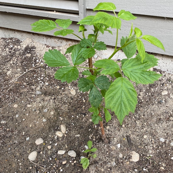 5 Heritage Everbearing Red Raspberry Plants (5 Large 1 Year Old Bare ...