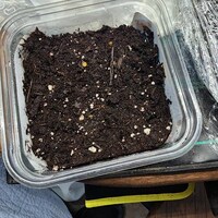 25 Seeds Purple Tip Calathea Couture Flower Indoor or Outdoor Beautiful ...