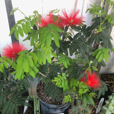 CALLIANDRA TWEEDII With Love red Powder Puff - Etsy