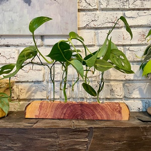 Black Walnut Propagation Set of 3 / Hydroponic Rooting Vases / | Etsy