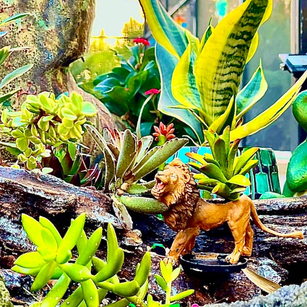 Rare Living Stone Succulents lithops - Etsy