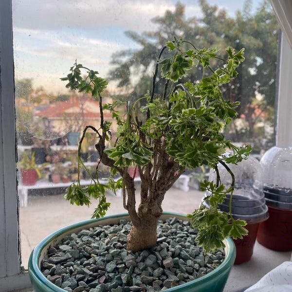 Mican Philodendron Velvet Leaf Philo Indoor & Outdoor Live Tropical ...