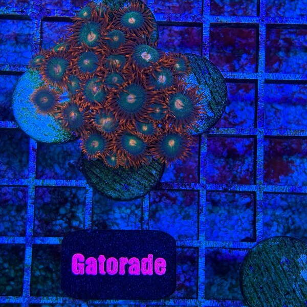 Copepod Breeding Block - Etsy